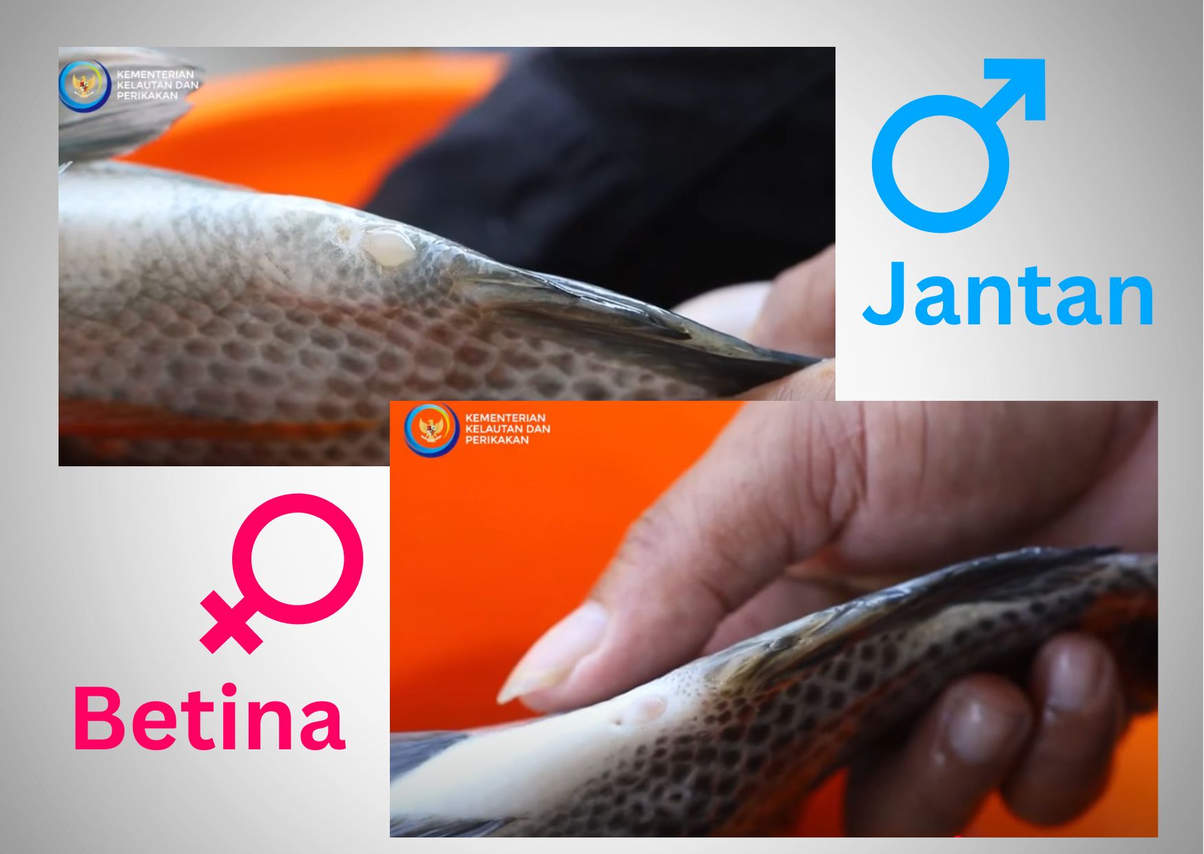 Cara Membedakan Ikan Nila Jantan dan Betina dengan Mudah - santarafish ...