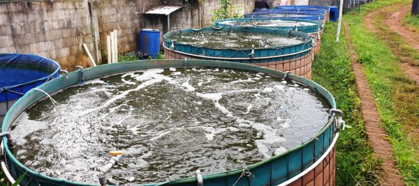 Pengertian Budidaya Ikan Sistem Kolam Bioflok - santarafish.co.id