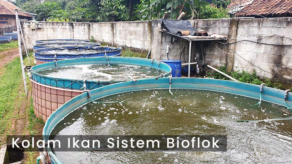 Pengertian Budidaya Ikan Sistem Kolam Bioflok - santarafish.co.id